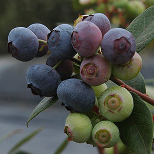 Mundo Azul® Dana - Fruit Vision (FV) | Blueberry varieties